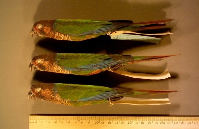 На Зямлі афіцыйна зніклі яшчэ 13 відаў птушак | BirdWatch.by