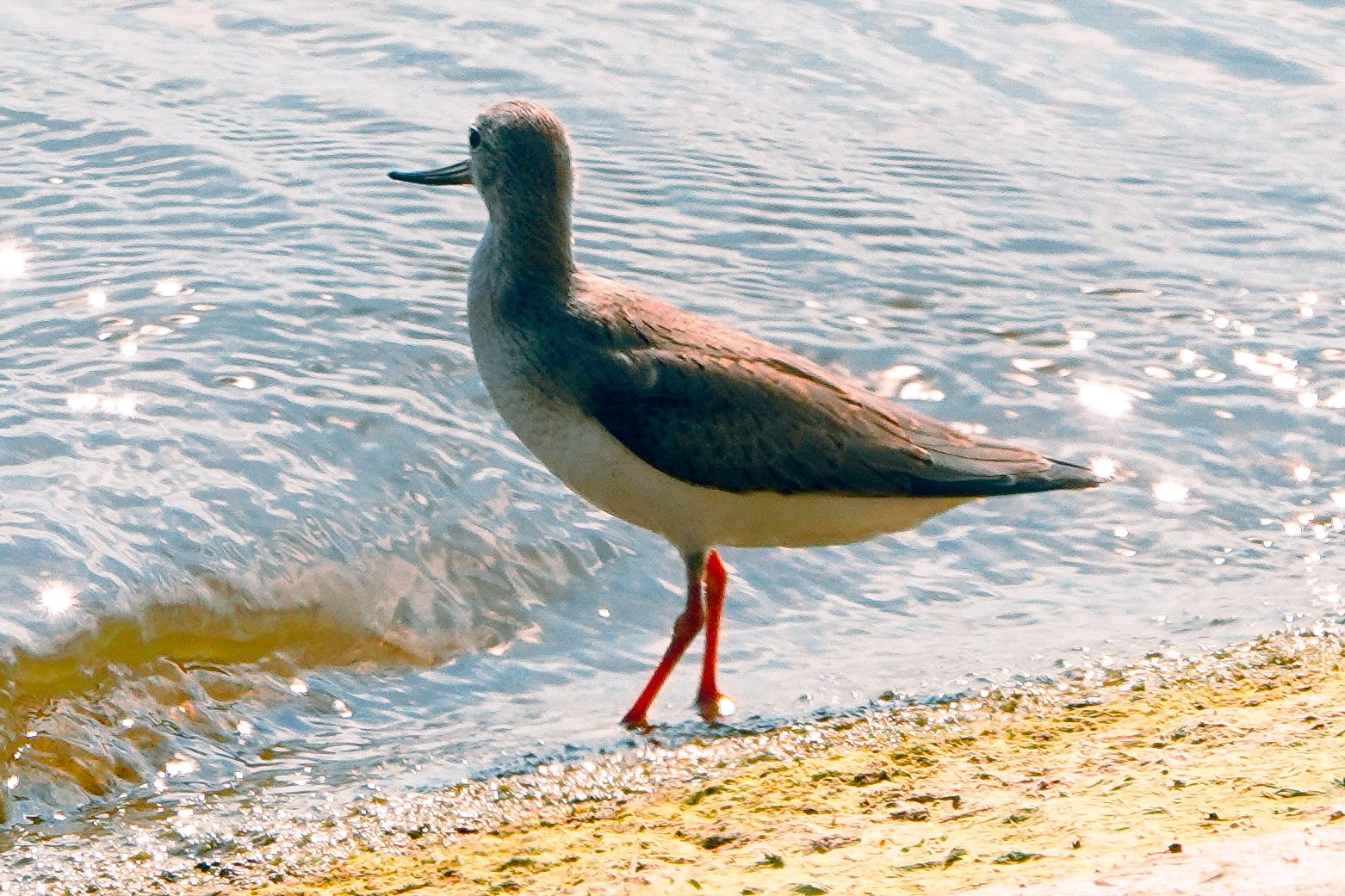 Кулік-марадунка (Xenus сinereus) | BirdWatch.by